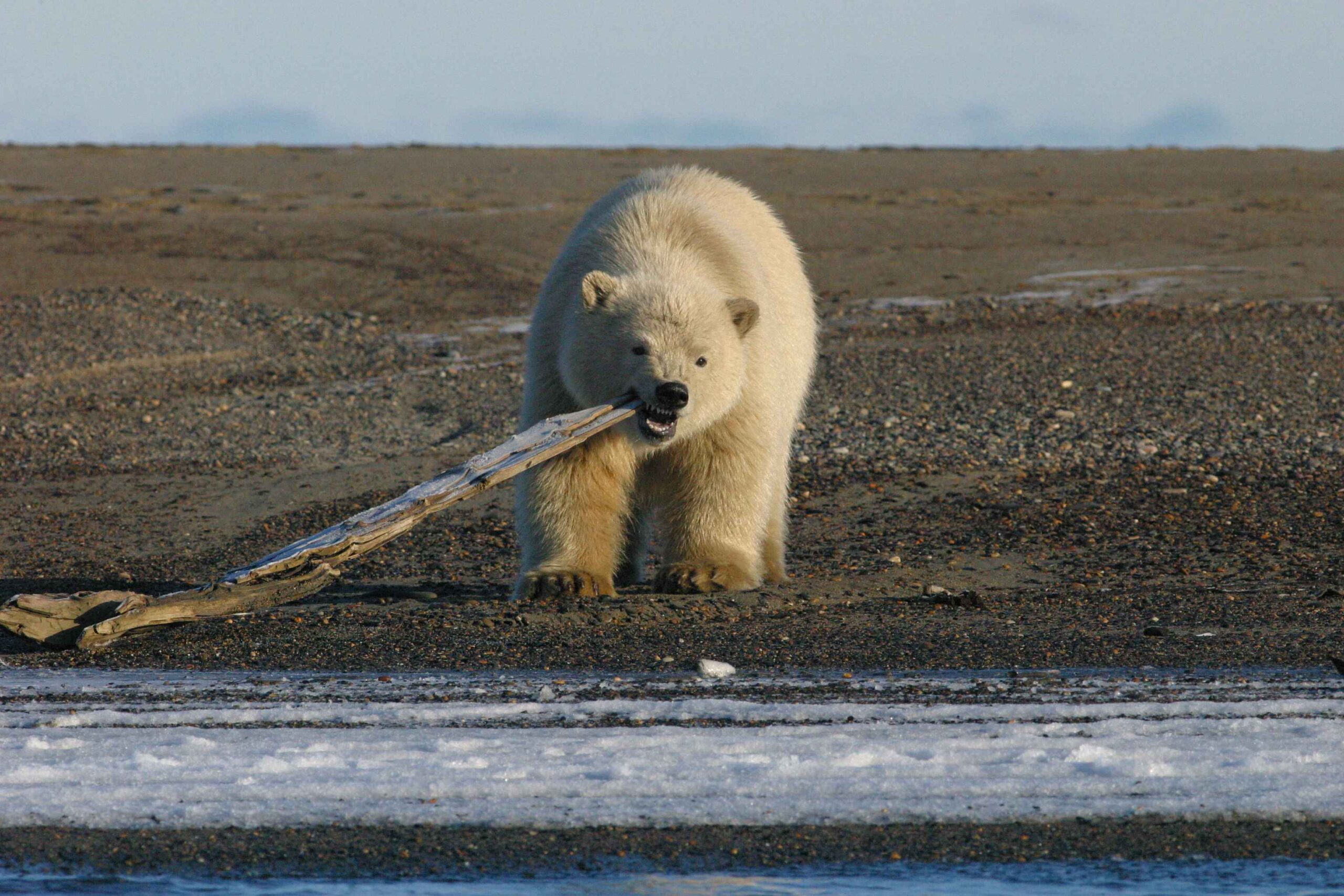 IUCN Redlist - Polar Bear Specialist Group